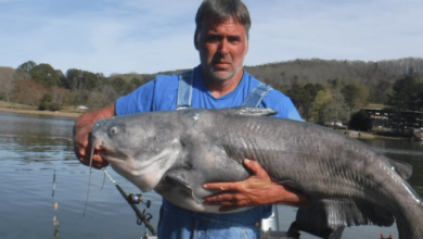 Catfish Dave Net Worth: YouTuber's Wealth Story - wolni || blog de ...
